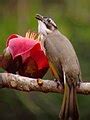 Categorybirds With Flowers Wikimedia Commons