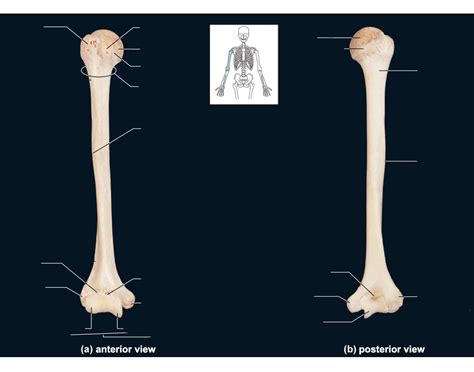 Anterior And Posterior View Of The Humerus Quiz