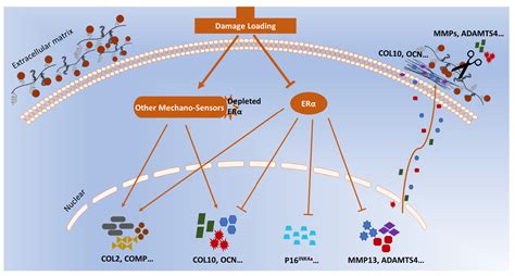 Pathogenesis Of Osteoarthritis Department Of Orthopaedic Surgery