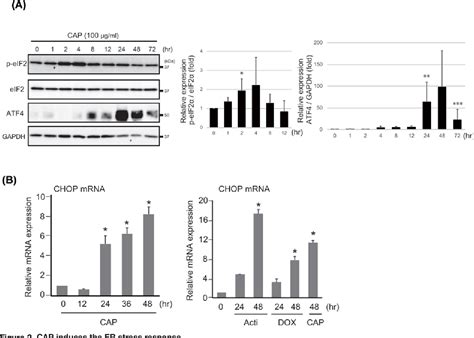 Figure 2 From Mitochondrial Translation Inhibition Triggers Atf4