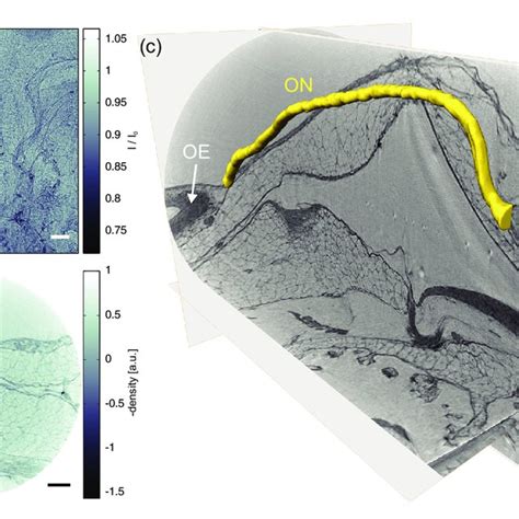 Color Online Phase Contrast Tomography With The High Resolution