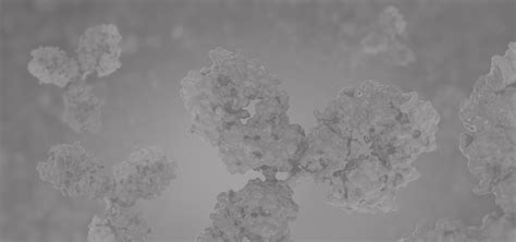 Mouse Anti Ttr Recombinant Antibody 10a6 V2ly 0725 Ly369 Creative Biolabs