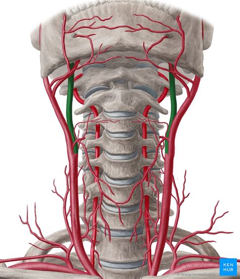 Arteria Carotida Interna E Externa Retoedu
