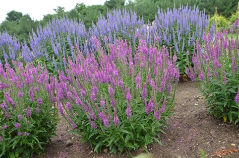 Veronica Spicata Mona Lisa Smile Speedwell Garden Center Marketing
