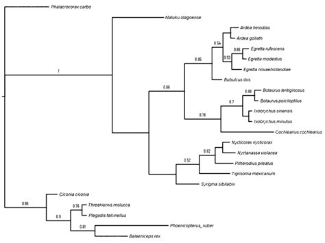 a bayesian consensus tree derived from 4 001 trees sampled run 1 mean