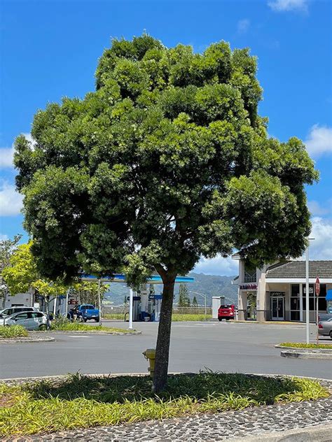 African Fern Pine — Ojai Trees