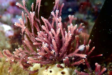 Phylum Rhodophyta Phylum Rhodophyta