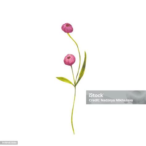 보라색 열매가 있는 수채화 추상 녹지 가지 흰색 바탕에 식물 그림입니다 템플릿 인사말 카드 그래픽 디자인에 이상적 0명에 대한 스톡 벡터 아트 및 기타 이미지 Istock