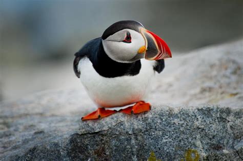 Small Puffin Wallpaper Id4998