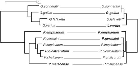 maximum likelihood phylogenetic trees inferred with iq tree minh et