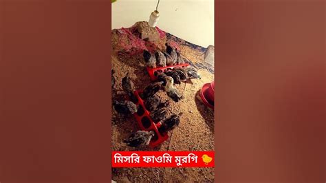 মিসরি ফাওমি মুরগি আমার ছোট খামার 🐤shorts Shortsfeed Incubator