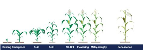 Key Growth Stages Of Maize Mas Seeds Sas