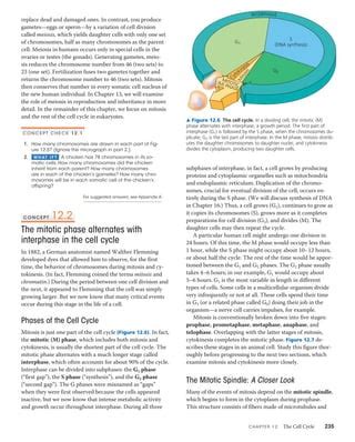 12 The Cell Cycle PDF Genetics Science