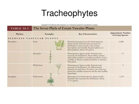 Ppt Kingdom Plantae Powerpoint Presentation Free Download Id3604843