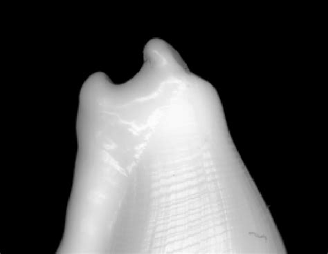 Cyphoma Emarginata Sowerby 1830 Neotype Zsm Coll No 19990390