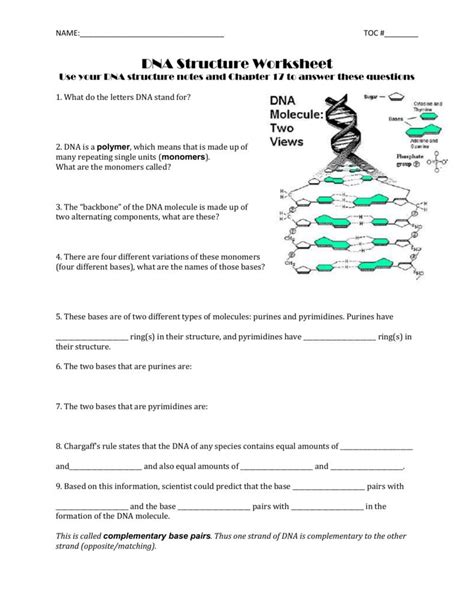 Dna Structure Worksheet Answer Key — Db