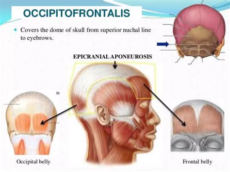 Scalp Incision And Blood Supply Pptx