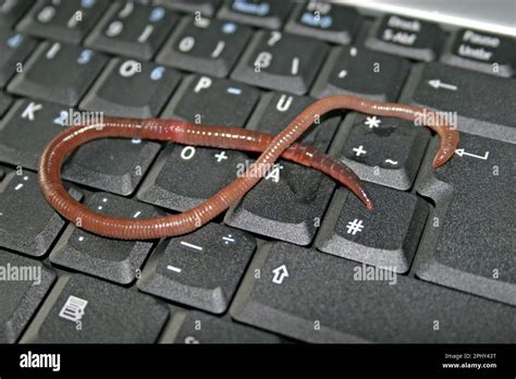 Computer Worms Hi Res Stock Photography And Images Alamy