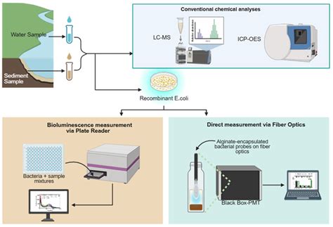 Whole Cell Fiber Optic Biosensor For Real Time On Site Sediment And Water Toxicity Assessment