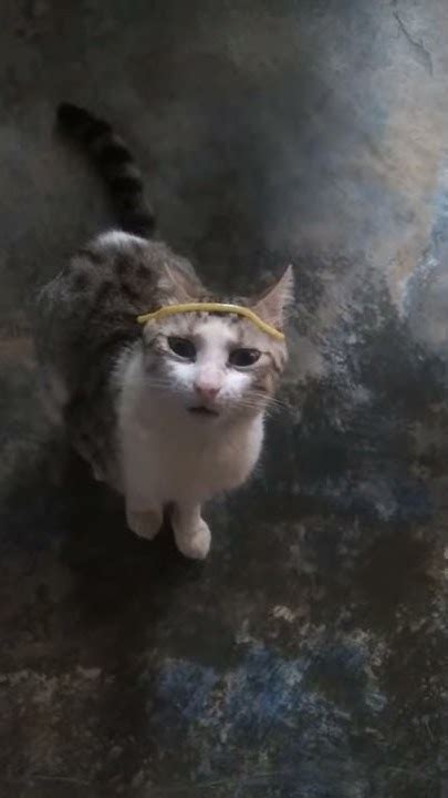 Gato Reversando Youtube