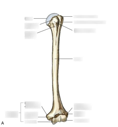 Humerus Labeling Diagram Quizlet