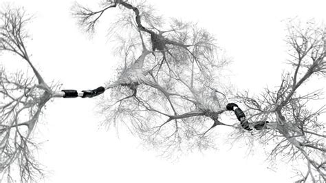 Abs Neuron System On White 동영상 1317323685 게티이미지뱅크