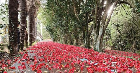 [경상도 숨은 명산 통영 망산] 꽃길 따라 흘러간 한산도 충무공의 전적지