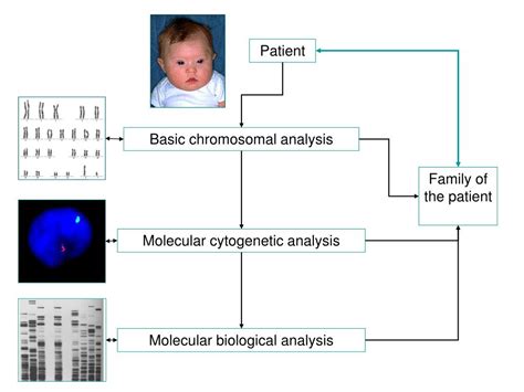 Ppt Applications Of Molecular Cytogenetics Powerpoint Presentation Free Download Id 1482466