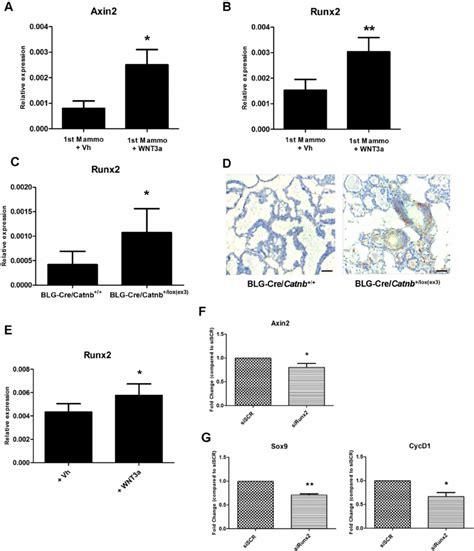 runx2 contributes to activation of wnt signalling transcriptional