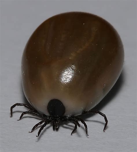 SOS Tick I Ain T Afraid Of No Tick FZ Macro Tick Flickr