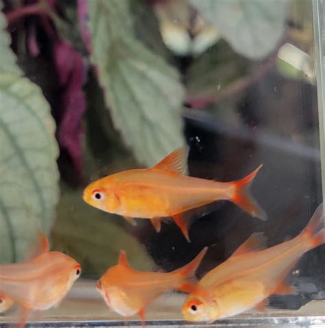 Red Cherry Tetra Mato Grasso Hyphessobrycon Sp Mzuel 17771 Buy