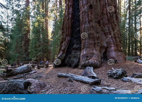 Генерал Шерман в секвойе Np Редакционное Фото изображение насчитывающей зеленый роща 82360551