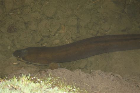 New Zealand Longfin Eel In July 2024 By Mac Durning · Inaturalist