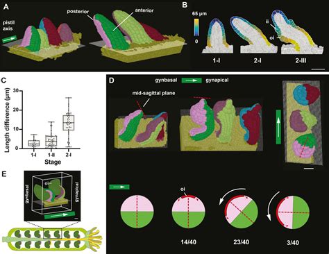 Figures And Data In A Digital 3d Reference Atlas Reveals Cellular