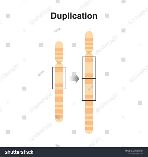 Scientific Designing Duplication Chromosomal Mutation Colorful Stock Vector Royalty Free