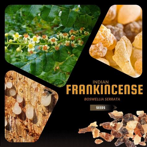 Indian Frankincense Tree Boswellia Serrata Rare Plant Seeds