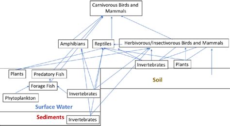 Schematic Illustration Of Generic Food Web Bioaccumulation Model Download Scientific Diagram
