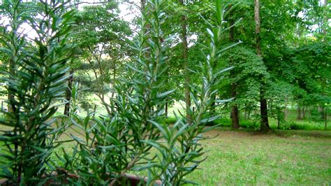 Rosemary Free Stock Photo - Public Domain Pictures