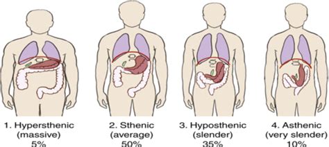 Fluoroscopy Upper Gi Flashcards Quizlet