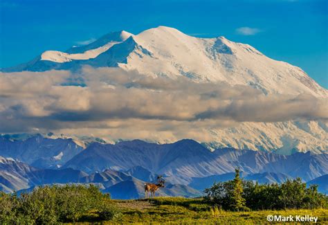 Bull Caribou Denali National Park Alaska 3036 Mark Kelley Photography