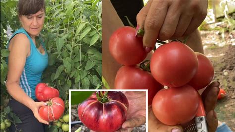 Эти ПОМИДОРЫ буду сажать ВСЕГДА Youtube