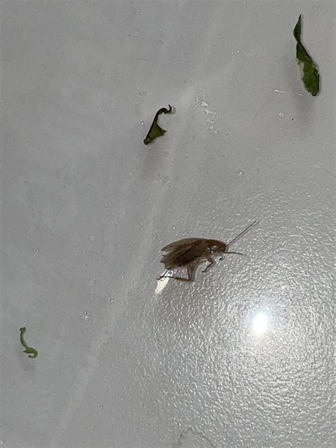 Metro Detroit Apartment Cockroach Rwhatisthisbug