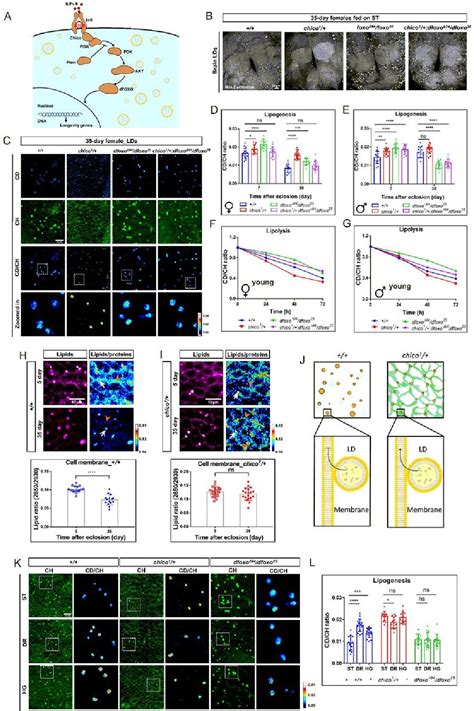 Figure 4 From Bioorthogonal Imaging Uncovers Sex And Diet Dependent