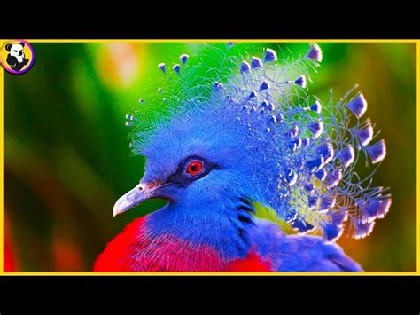 Most Beautiful Birds In The World Colorful Birds 36 Most Beautiful