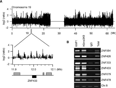 identification of kap1 targets in ntera2 cells using whole genome