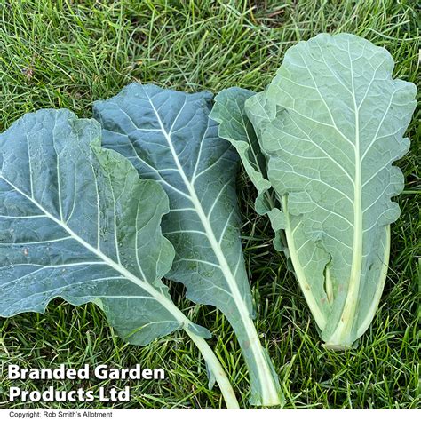 Cabbage Collard Hi Crop F1 Seeds Suttons