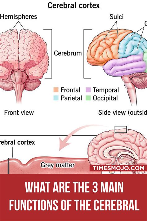 What Are The Main Functions Of The Cerebral Cortex TimesMojo
