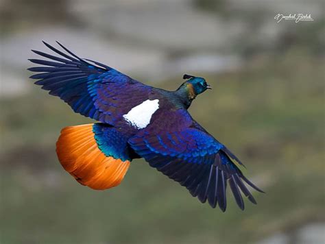 Birds Himalayan Monal Male Lophophores Impejanus In India By