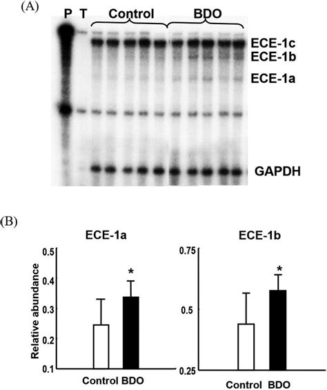 Upregulation Of Endothelin Converting Enzyme 1 A And B But Not C