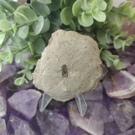 Fossil Bug 05 25 Crystal Joys